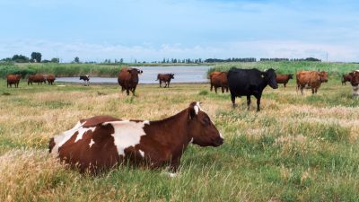The Biology of the Rumen - Countryside
